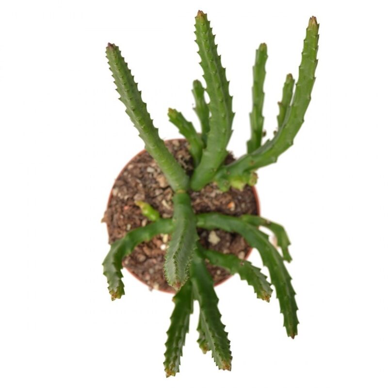 Stapelia sp.-Σταπέλια (11cm) - Geosupplies