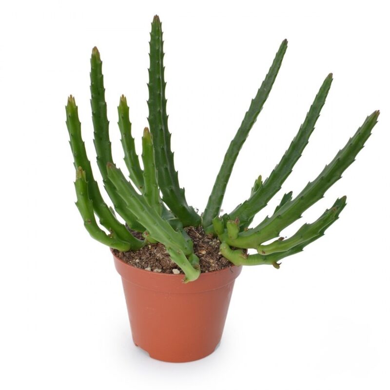 Stapelia sp.-Σταπέλια (11cm) - Geosupplies