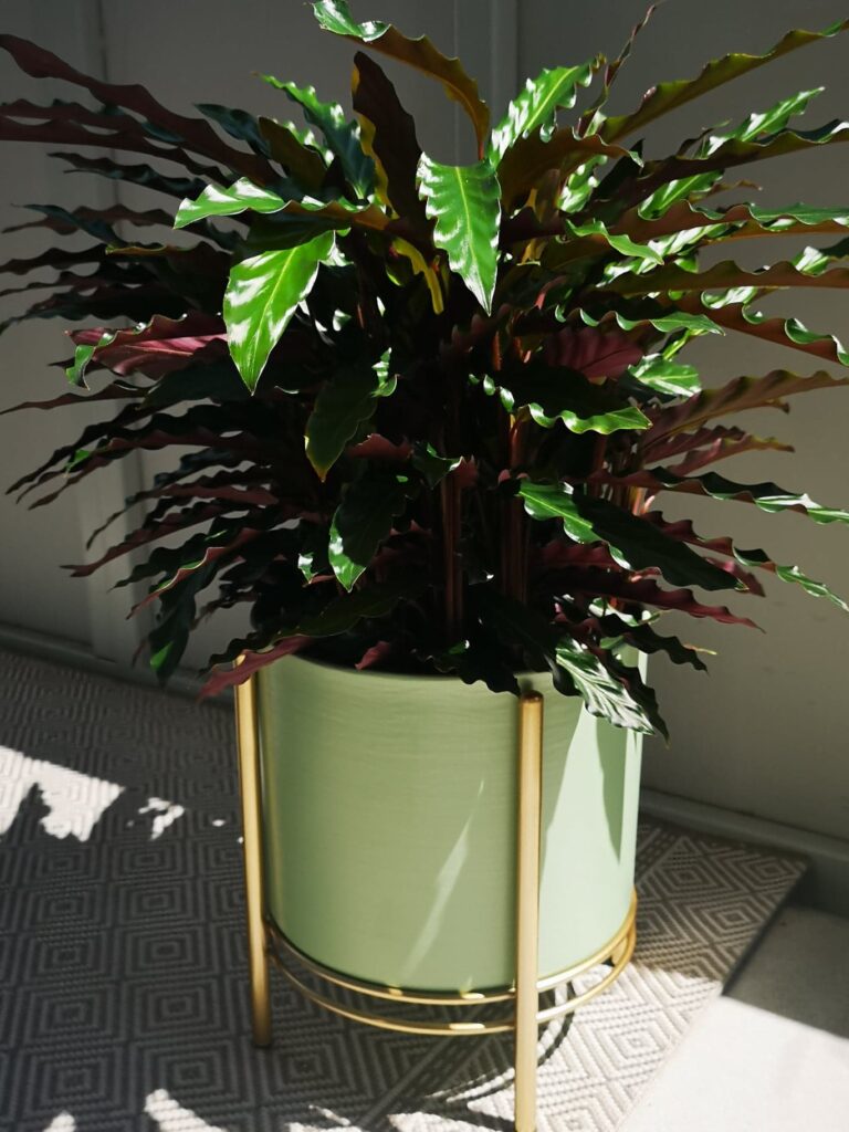 Calathea rufibarba 'Wavestar' - Καλαθέα (13 cm) - Geosupplies