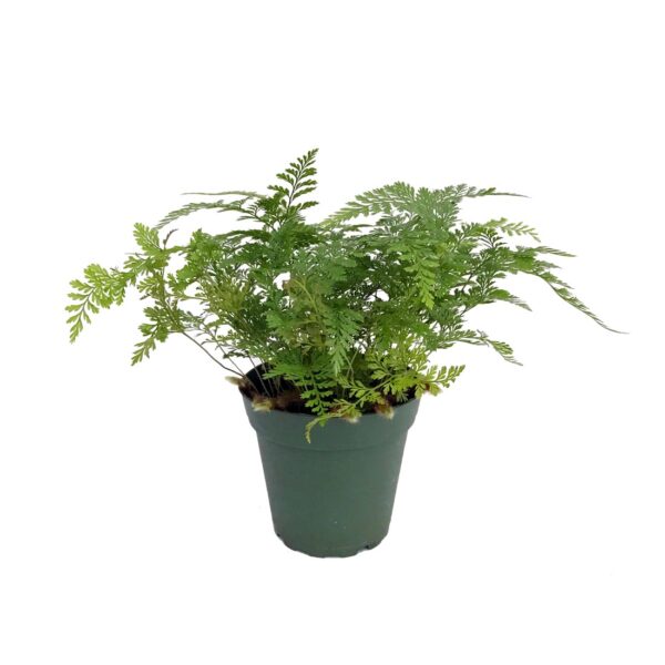 Davallia spp. - Φτέρη Νταβάλια (12 cm) - Geosupplies