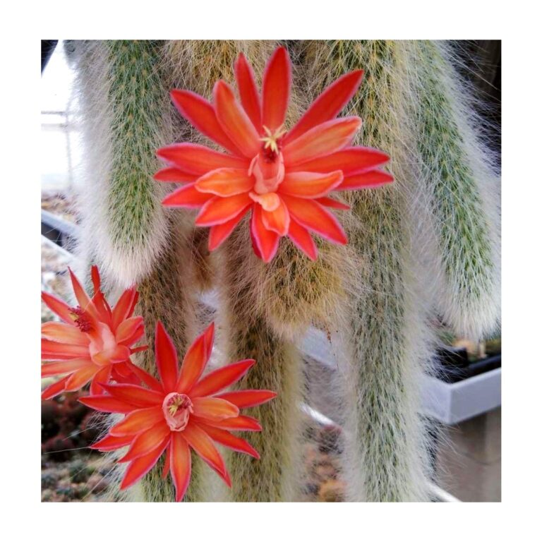 Cleistocactus Winteri subs. Colademononis / Hildewintera Colademononis ...
