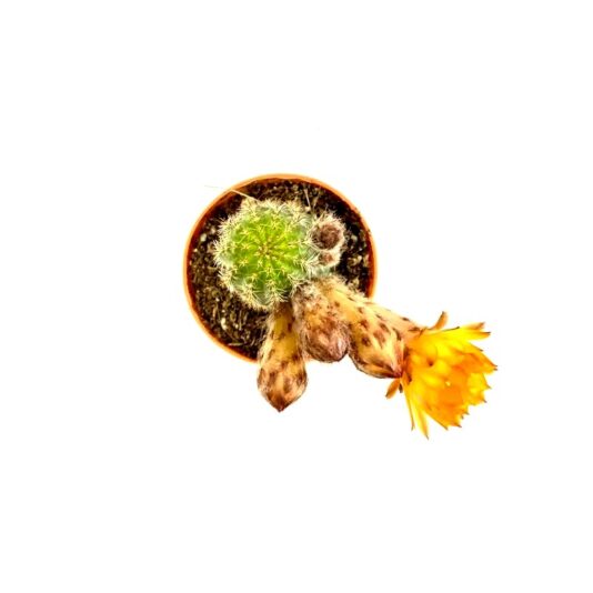 ΚΑΚΤΟΙ - ΠΑΧΥΦΥΤΑ - Σελίδα 3 από 5 - Geosupplies