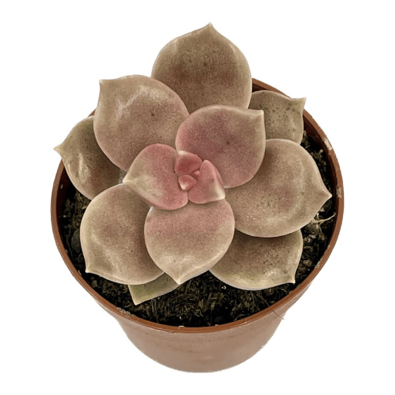 Graptopetalum superbum (5,5cm) - Geosupplies