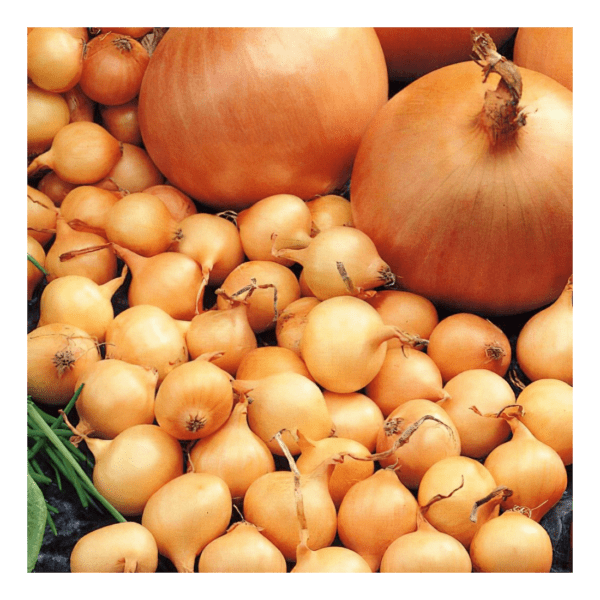 Κοκκάρι μακρύ Sturon 14/21 (1kg) - Geosupplies